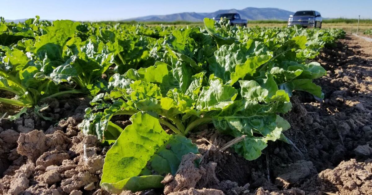 Nos solutions | De la semence à la betterave sucrière | SESVanderHave