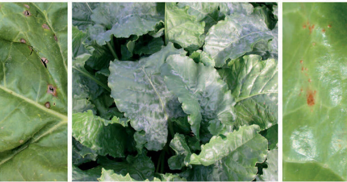 Pests and diseases | From seed to sugar beet | SESVanderHave