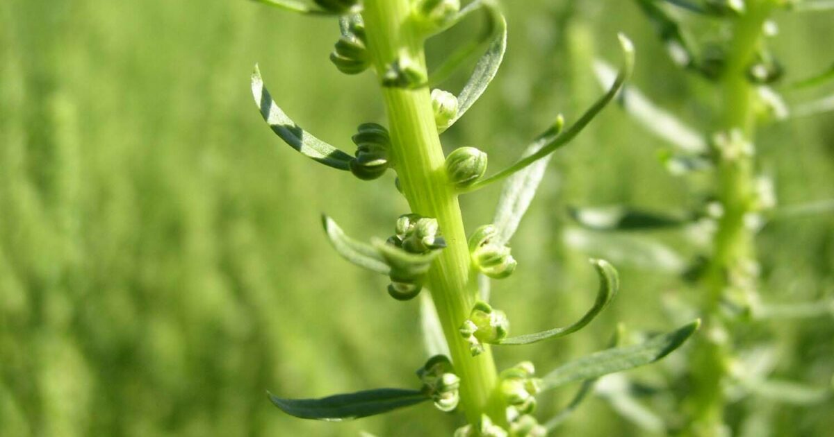 Seed production | Sugar beet seed | SESVanderHave