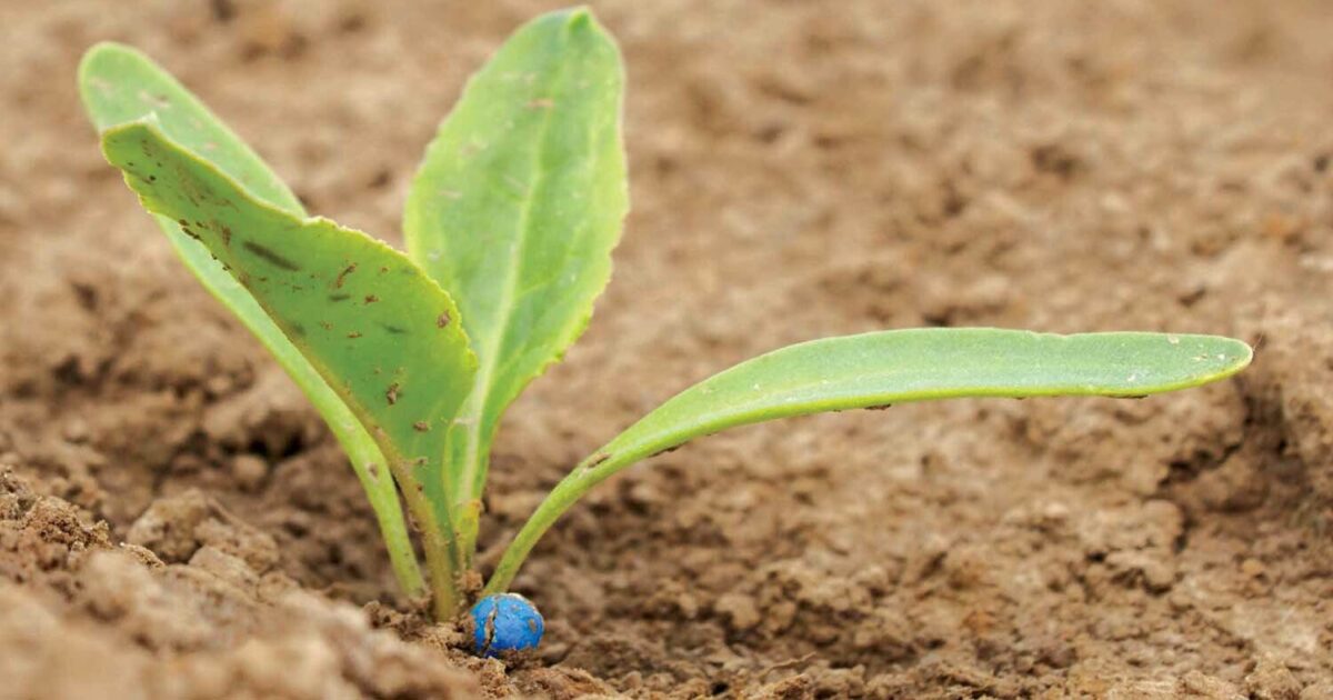Sugar Beet Seed