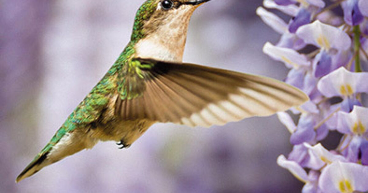 GLYCINE | De la semilla a la remolacha azucarera | SESVanderHave