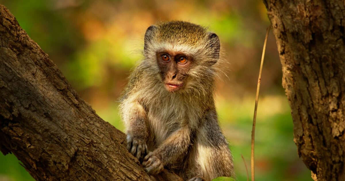KIPUNJI SMART | De la semilla a la remolacha azucarera | SESVanderHave