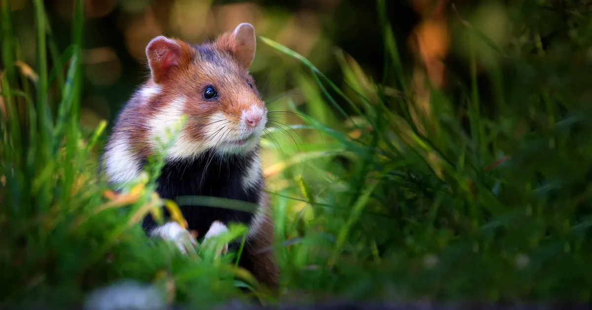 HAMSTER | Van zaad tot suikerbiet | SESVanderHave