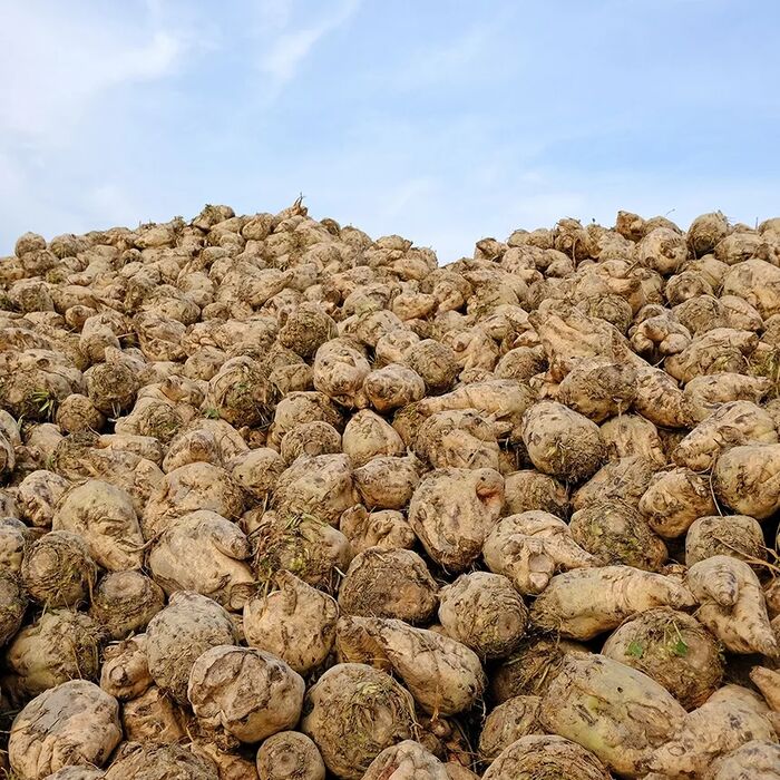 Our varieties | From seed to sugarbeet | SESVanderHave