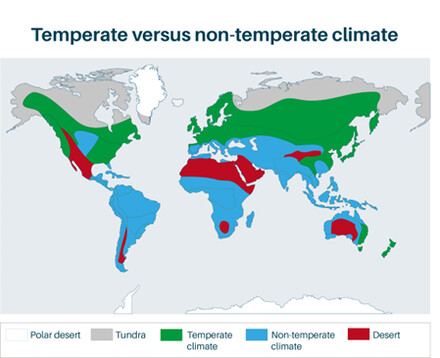 Tropical beet | Sugar beet seed | SESVanderHave