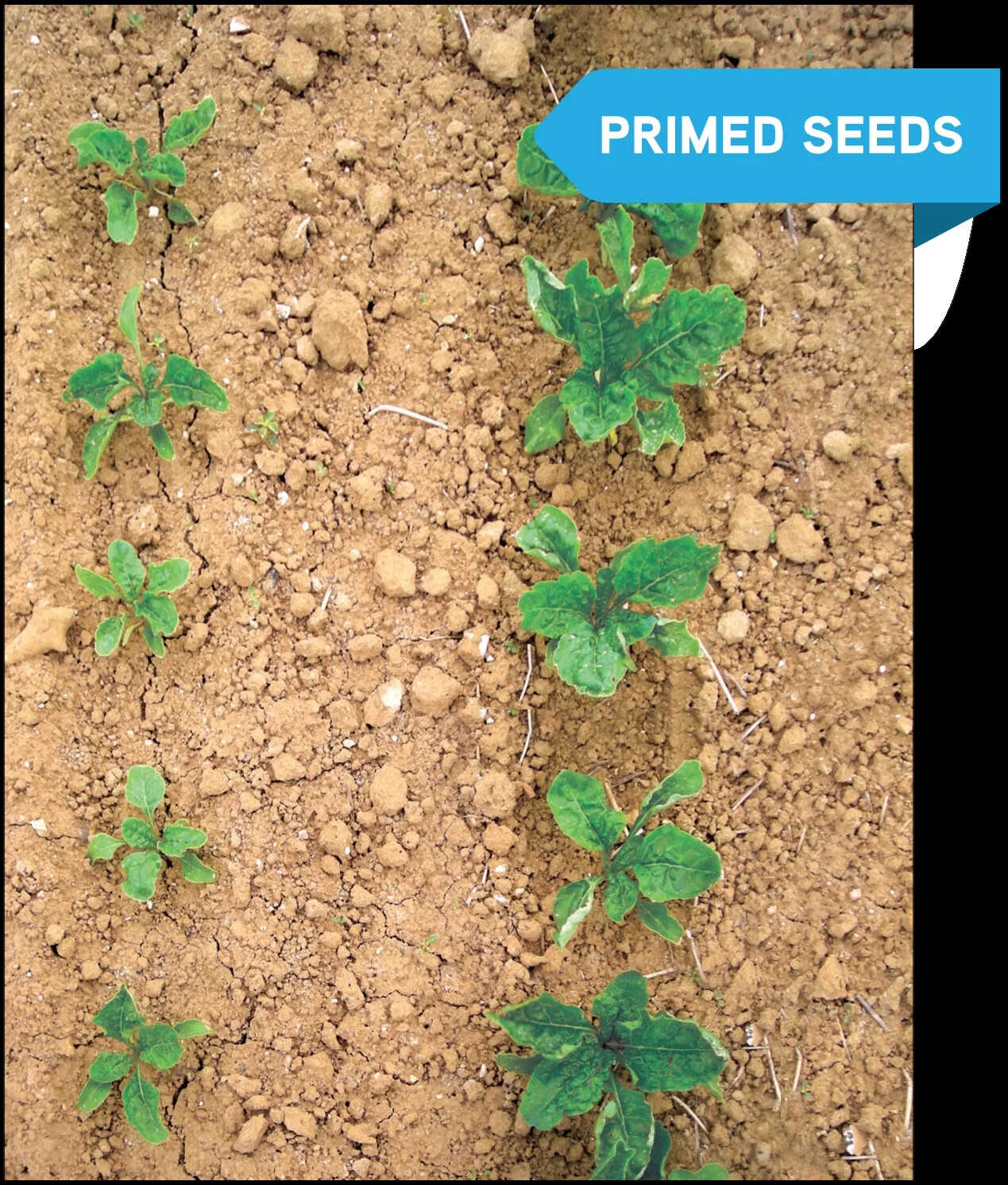 Primed seeds | From seed to sugarbeet | SESVanderHave