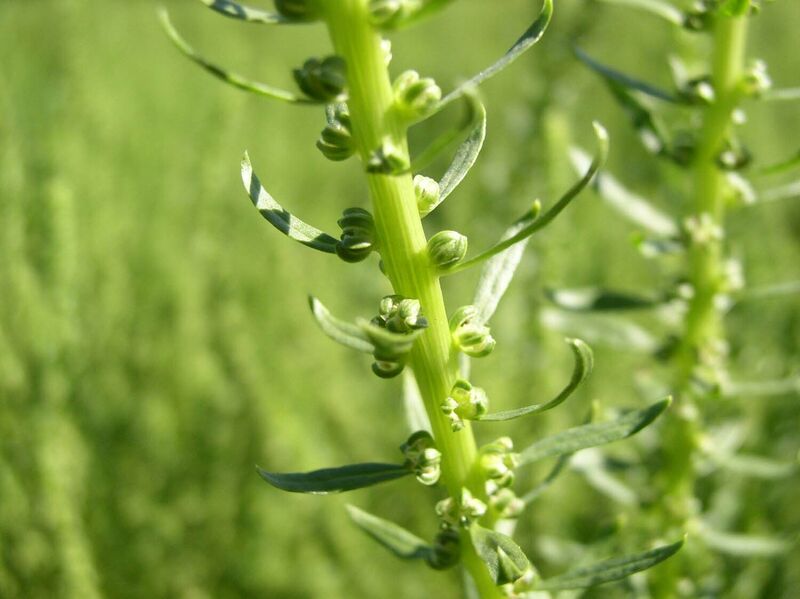 Seed production | Sugar beet seed | SESVanderHave