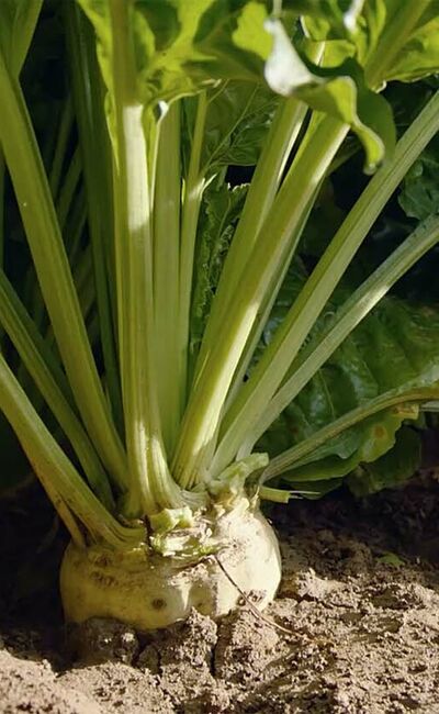 Sugar Beet Seed