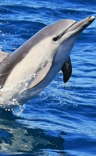 Nos variétés | De la semence à la betterave sucrière | SESVanderHave